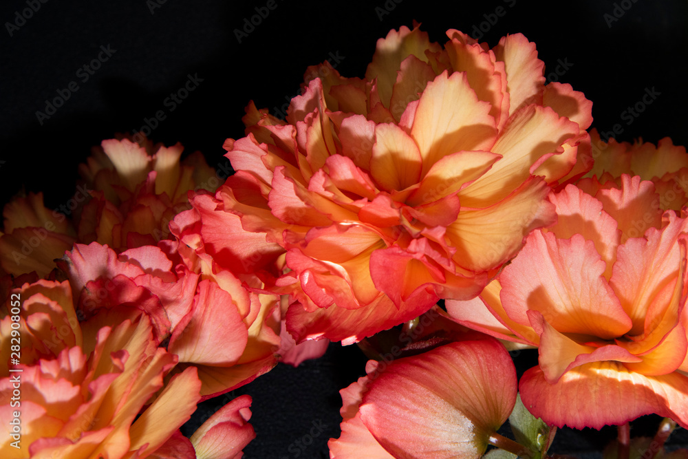 Fleurs du Québec Stock Photo | Adobe Stock