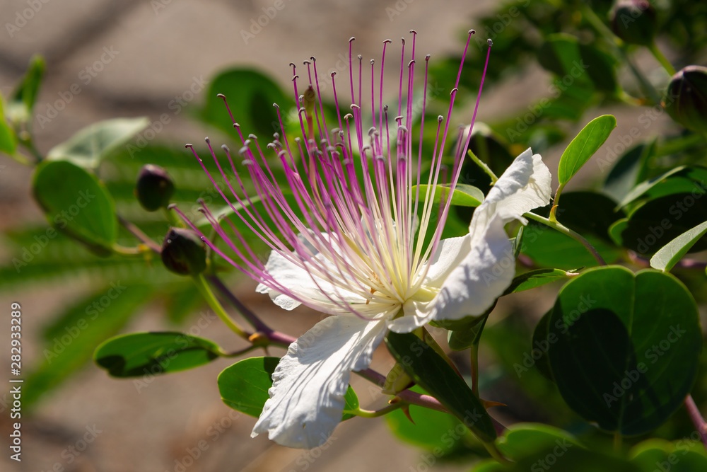Close up on flowers of caper shrub (capparis spinosa). Purple and white ...
