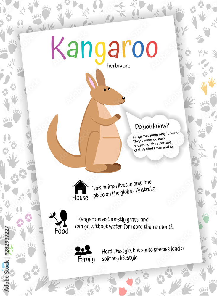 Kangaroo. Educational flash cards for children. Interesting facts ...