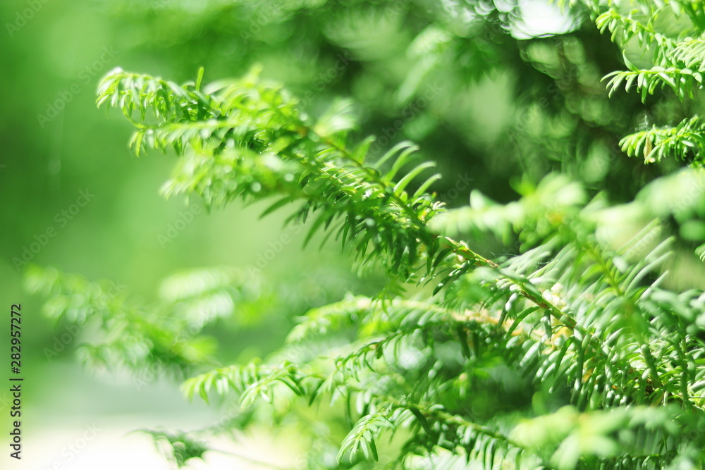 MACRO DE RAMAS CON HOJAS AFILADAS Y FONDO VERDE, macro, close-up, verde ...