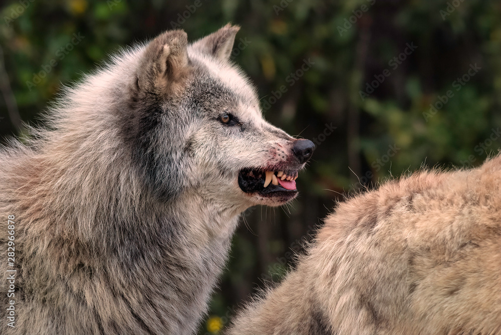 Snarling grey wolf with blood on its muzzle warns other members of the ...