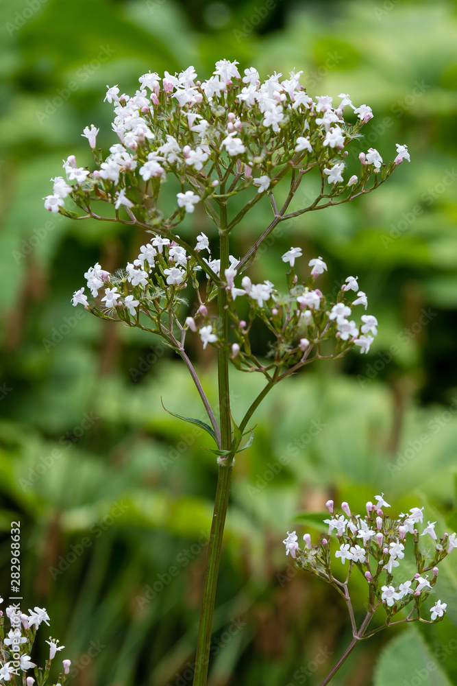 Valeriana officinalis in garden. Flowers of Valeriana officinalis ...