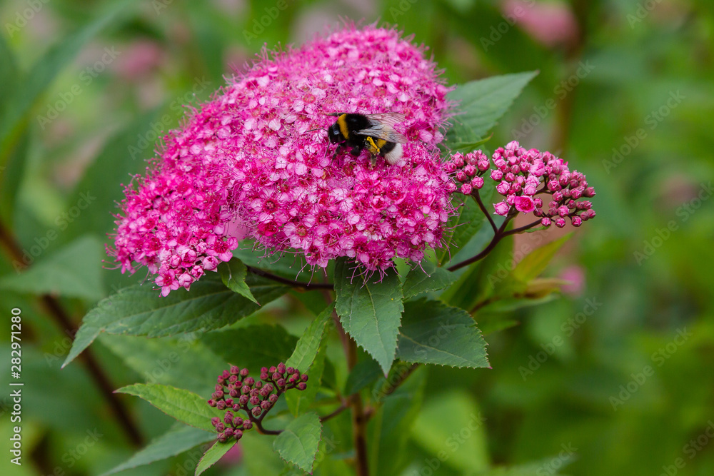 Purple flowers of spiraea japonica in natrulal background. Bush of the ...