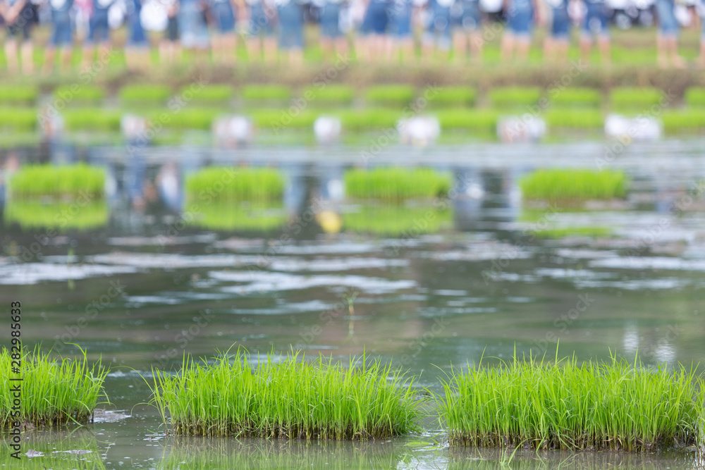 friendship,young farmer planting on the Rice Berry organic rice ...
