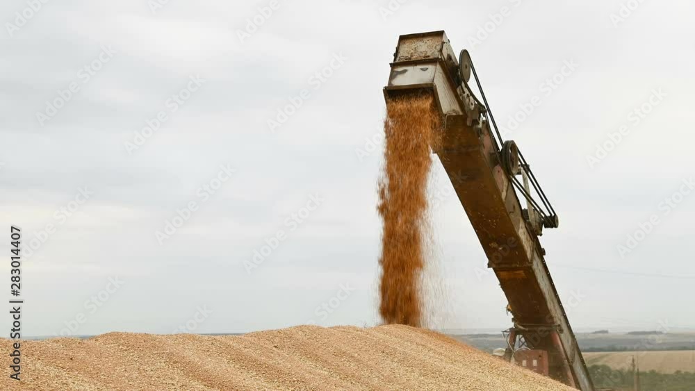 Stockvideon Demonstration of a steady stream of wheat grain from a ...