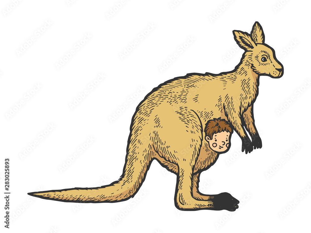 Kangaroo with human baby in kangaroo pouch color sketch engraving ...