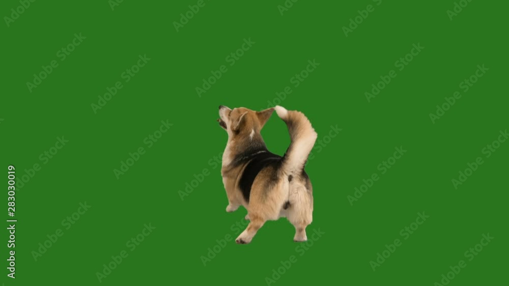 dog dancing on a green screen Stock Video | Adobe Stock