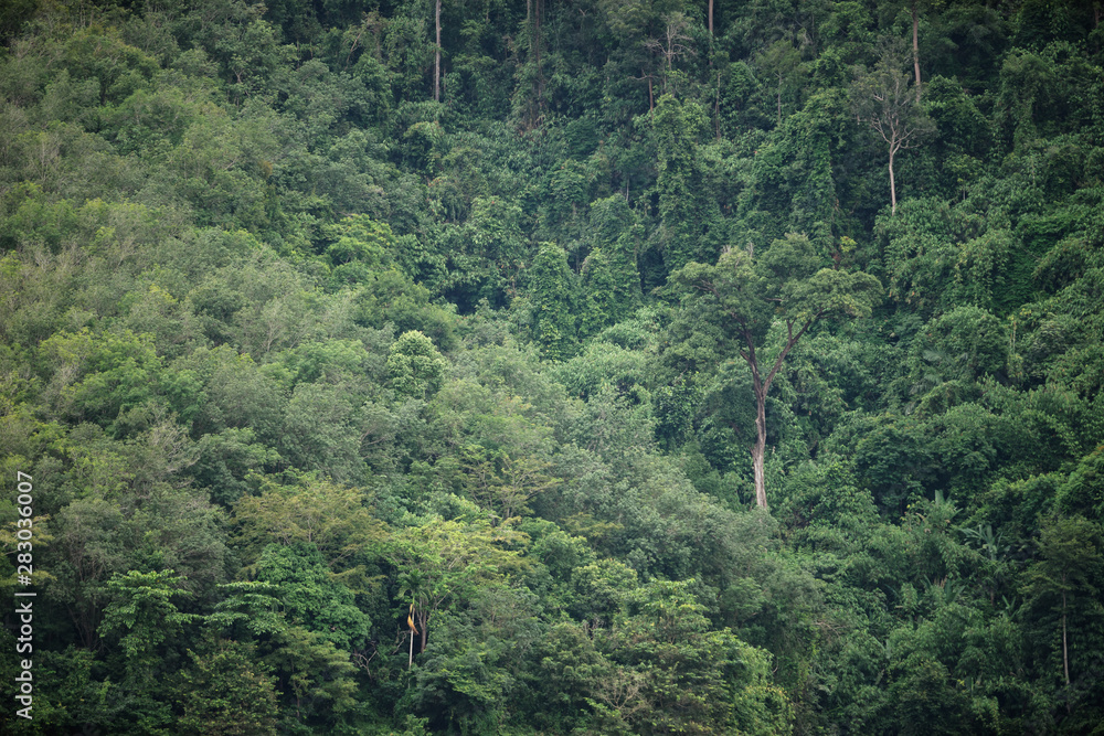 The trees in tropical rain forest of Hala Bala wildlife sanctuary. Yala ...
