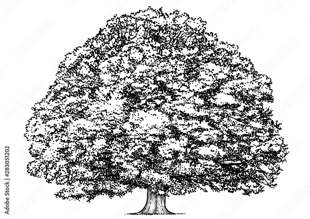 Simple Oak Tree Drawing