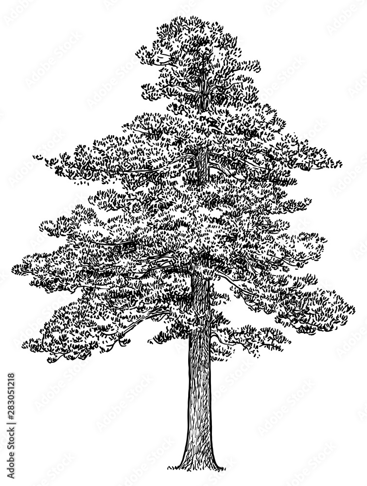 Ink Drawings Of Pine Trees