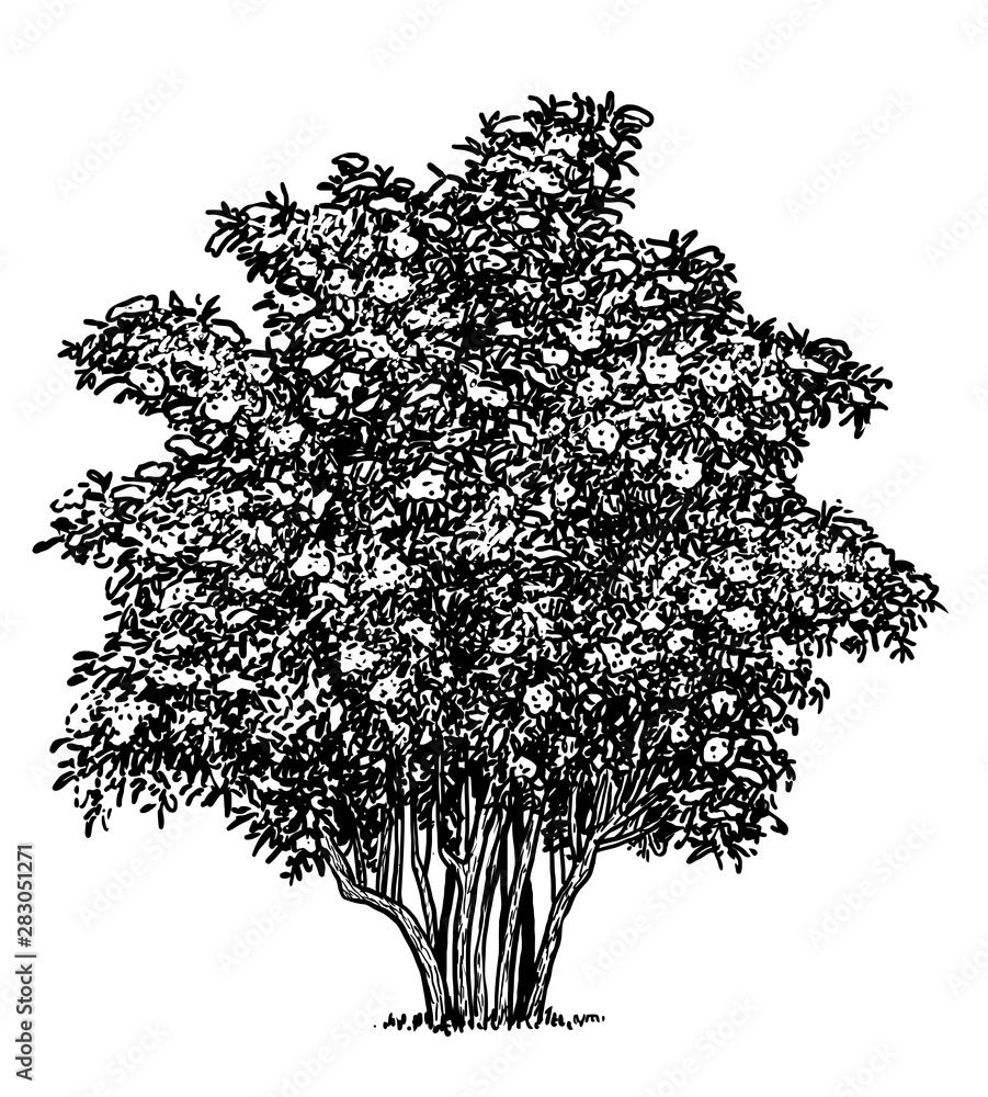 Elderberry bush illustration, drawing, engraving, ink, line art, vector ...