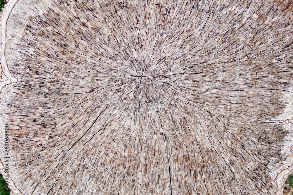 Wood texture background.Surface of wood with nature color and pattern ...