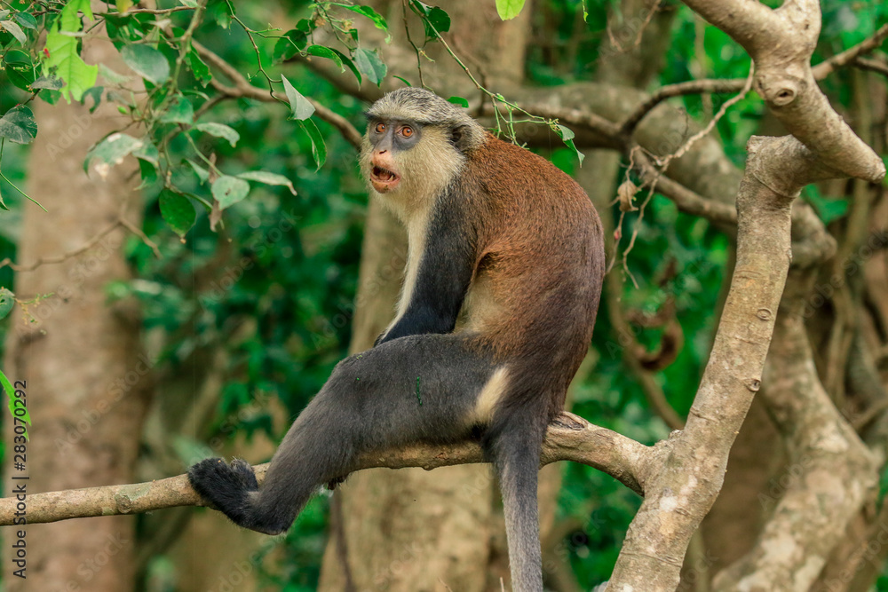 Endemic Monkey in the Ghana Rain Forest, West Africa Stock Photo ...