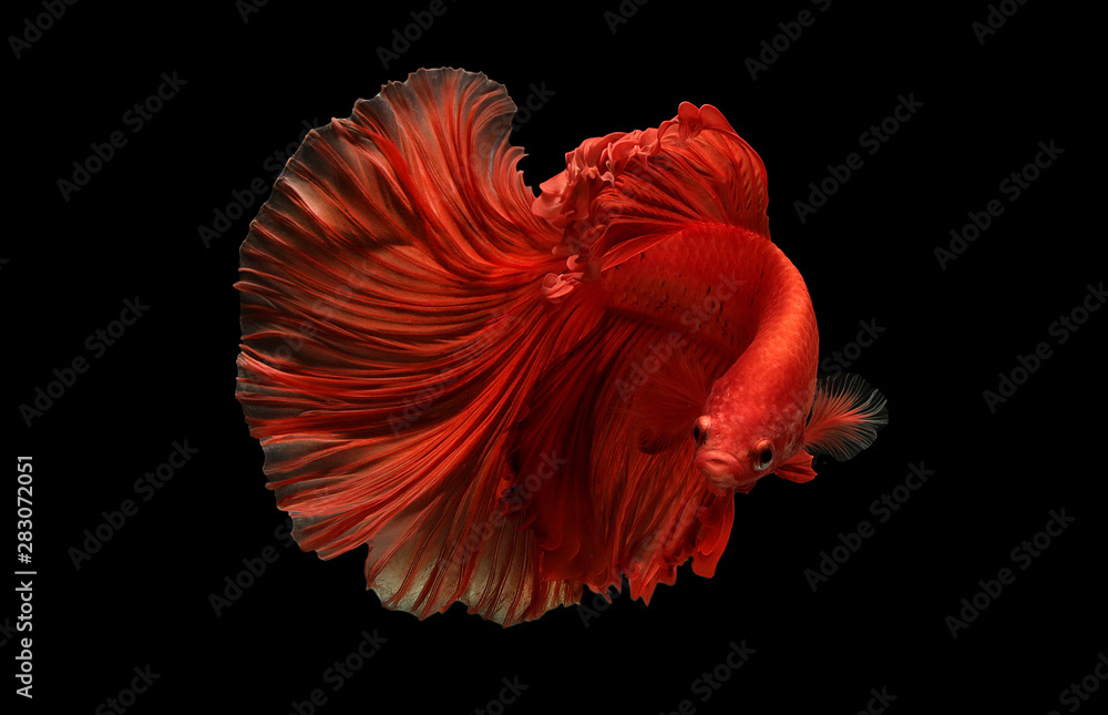 red color of Siamese fighting fish betta Thailand fish movement Stock ...