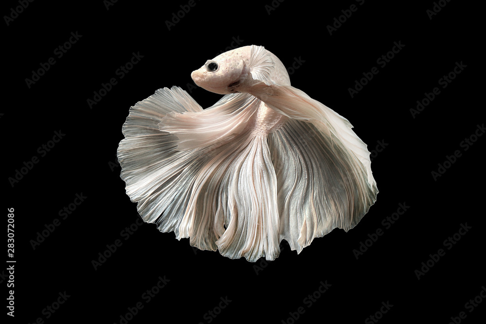white color of Siamese fighting fish betta Thailand fish movement Stock ...