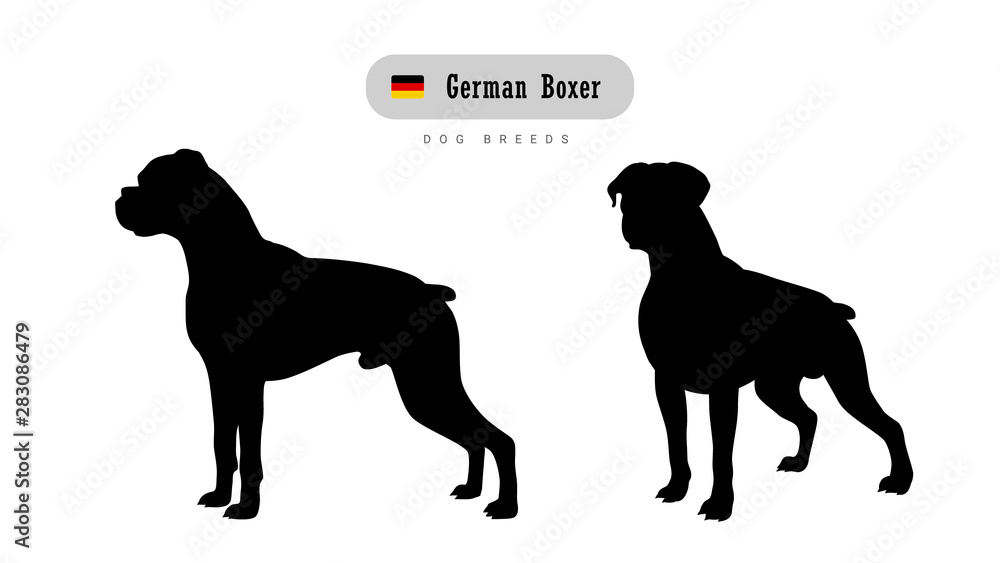 Boxer Dog Side View