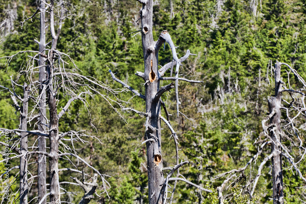 Dead dry trees of bizarre strange shape on top of Northern hills Stock ...