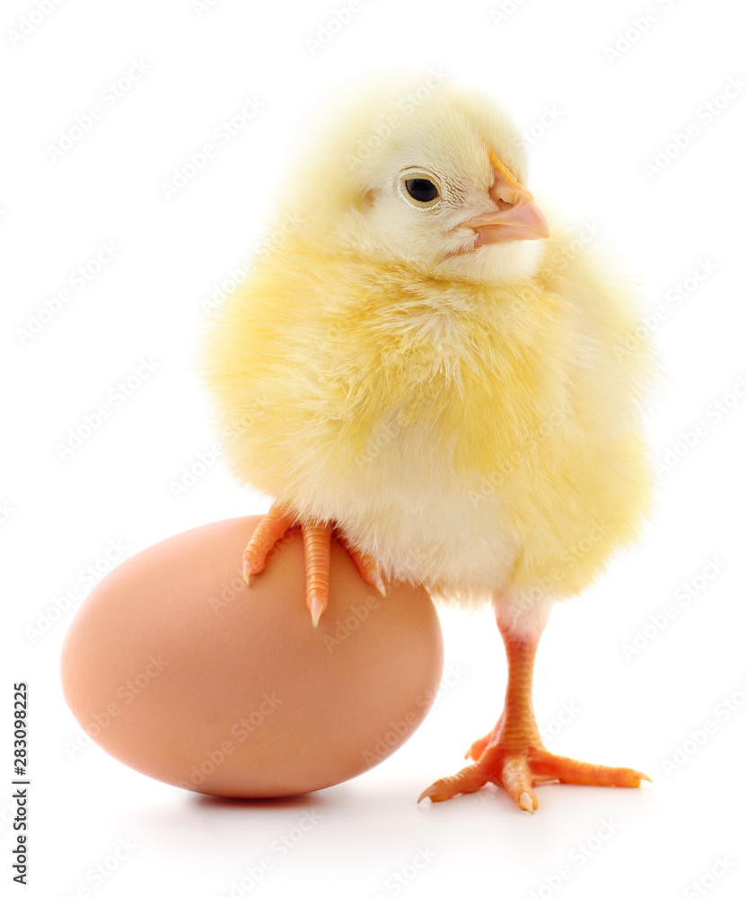 Chicken and egg. Stock Photo | Adobe Stock