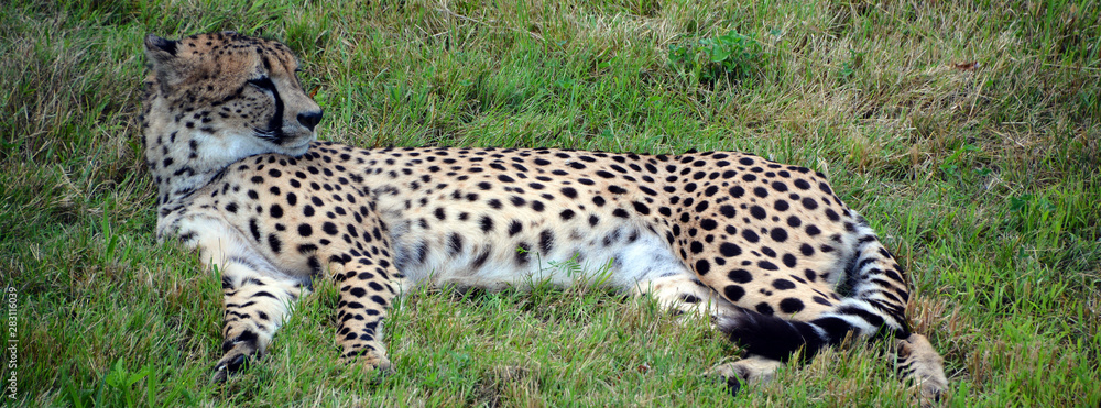 The cheetah is a large-sized feline inhabiting most of Africa and part ...