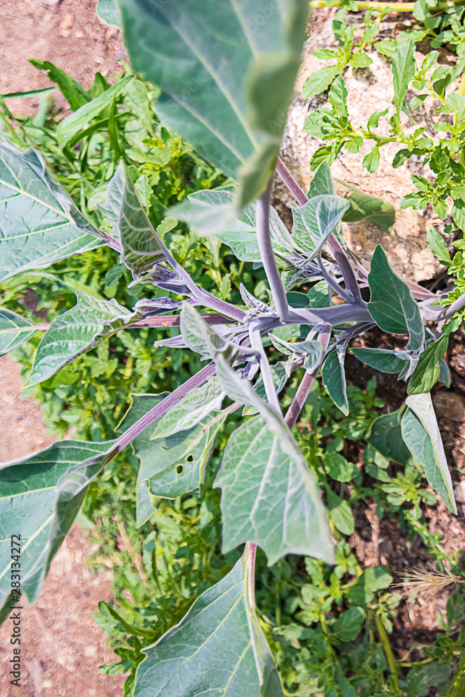 wide serrated edge leaf weed with purple stems and eep white veins ...