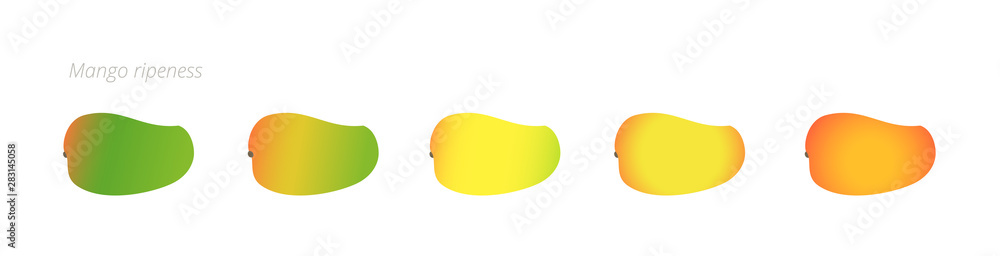 Mango ripeness stages chart. Colour gradation set fruit plant. Ripening plantains. From green to ...