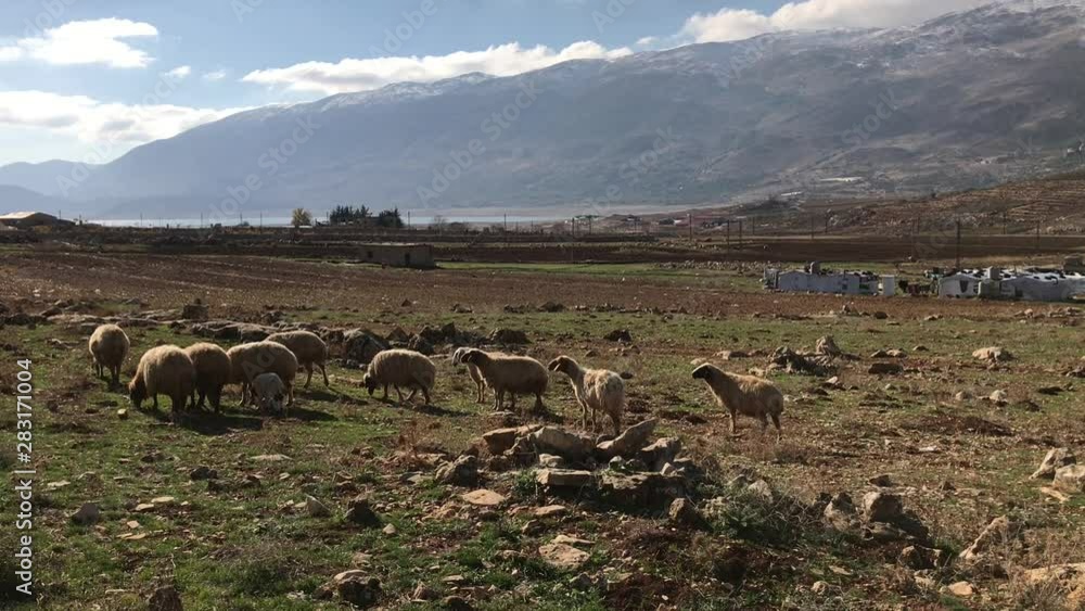 A herd of sheep on a rocky grass field with the background of snow ...