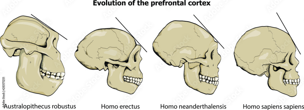 Evolution of the prefrontal cortex Stock Vector | Adobe Stock