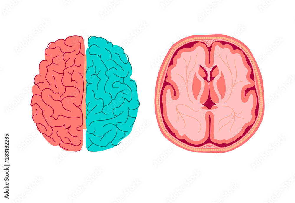 Anatomy of human brain. Medical diagram of the structure of the inside ...
