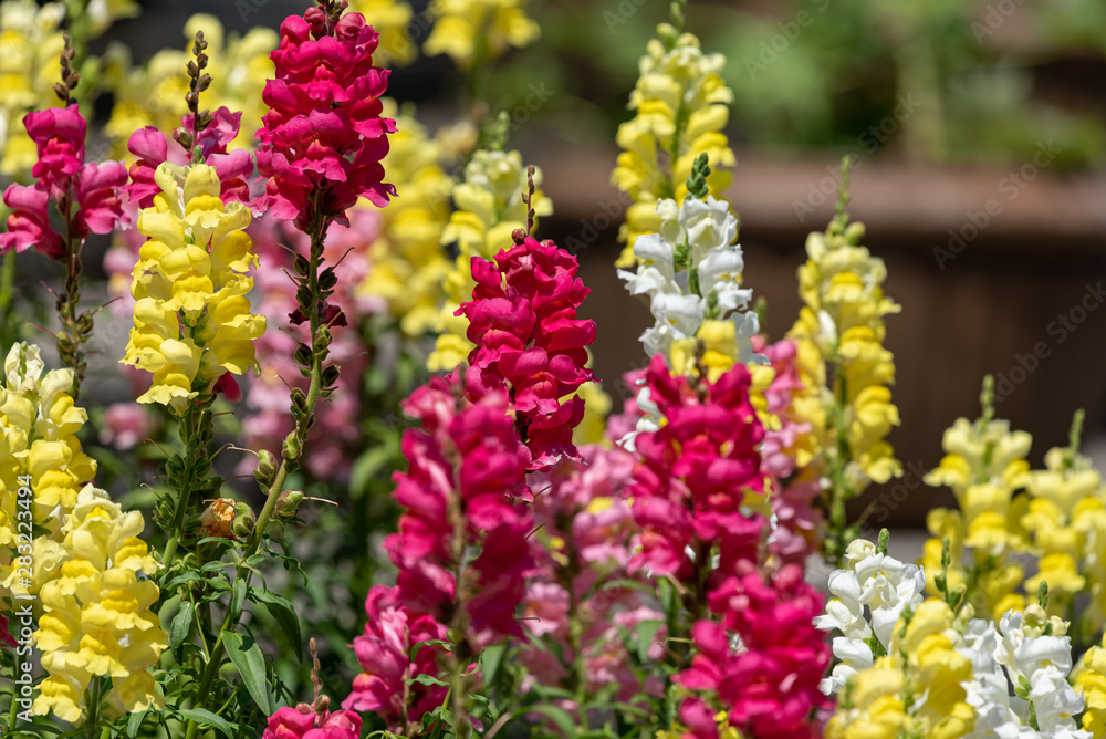 Colorful flower of Snapdragon, Antirrhinum majus Stock Photo | Adobe Stock