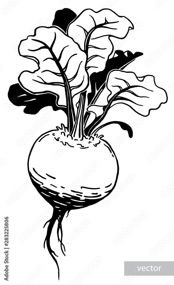 Beetroot. Ink hand drawing. Black and white. Food, vegetables and fruit ...