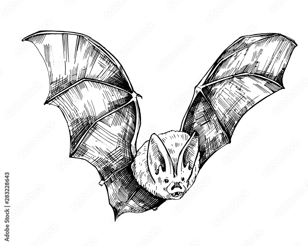 Bat sketch. Hand drawn illustration converted to vector Stock Vector ...