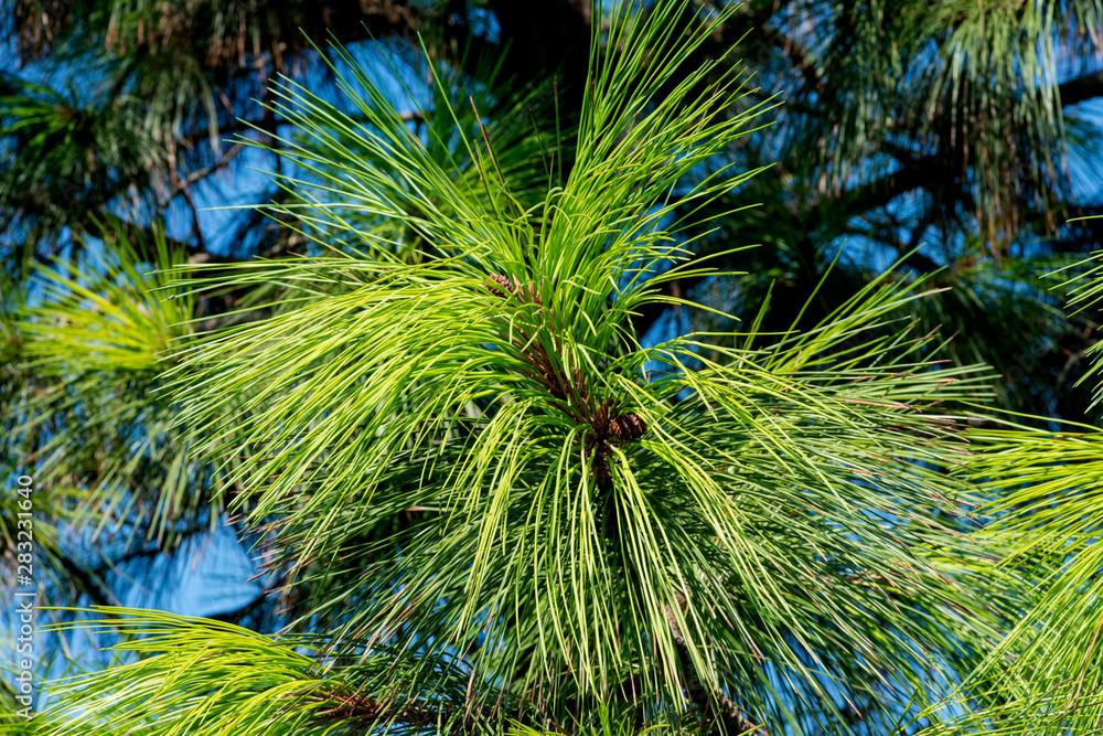 Long twisted and serrated Needles of Red Pine Tree at a sunny summer ...