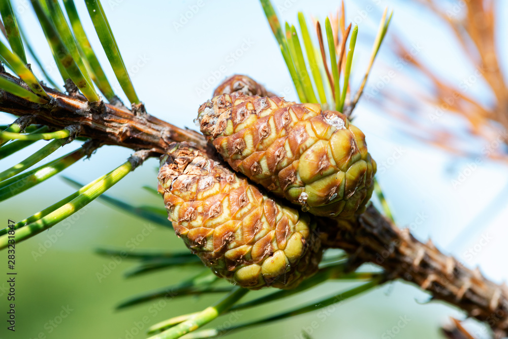 Red Pine Tree with small seed cones at a sunny summer day. Pinus ...
