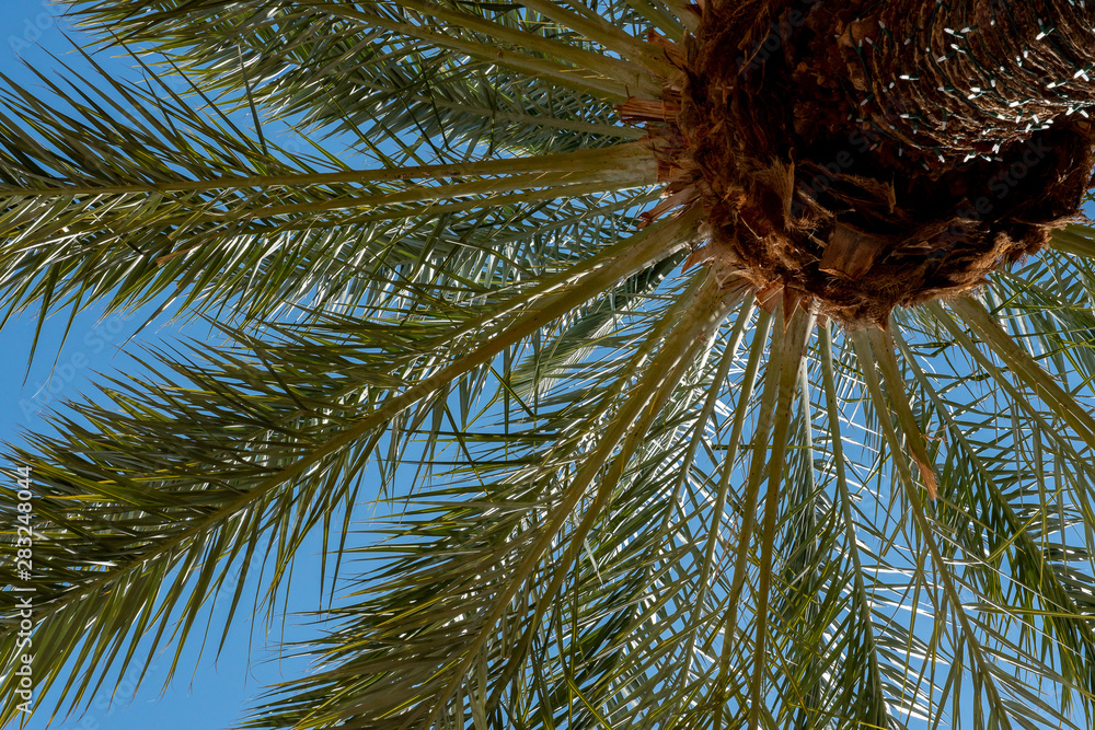 Washingtonia robusta, the Mexican Fan Palm Tree, Mexican Washingtonia ...