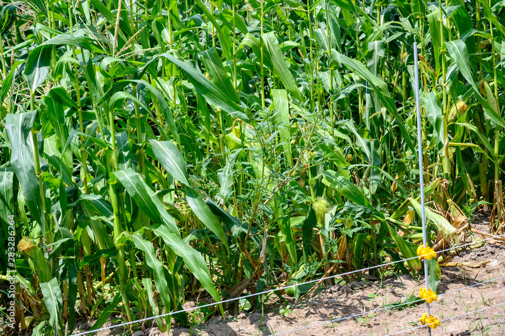 Row of sweet corn behind an electric fence Stock Photo | Adobe Stock