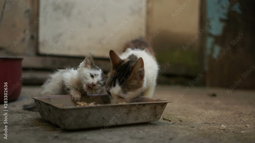 Homeless dirty and sick cat and kitten eat from a metal bowl. The ...