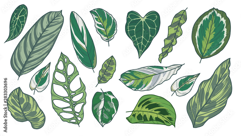 Vector art drawing collection of different popular exotic houseplant ...