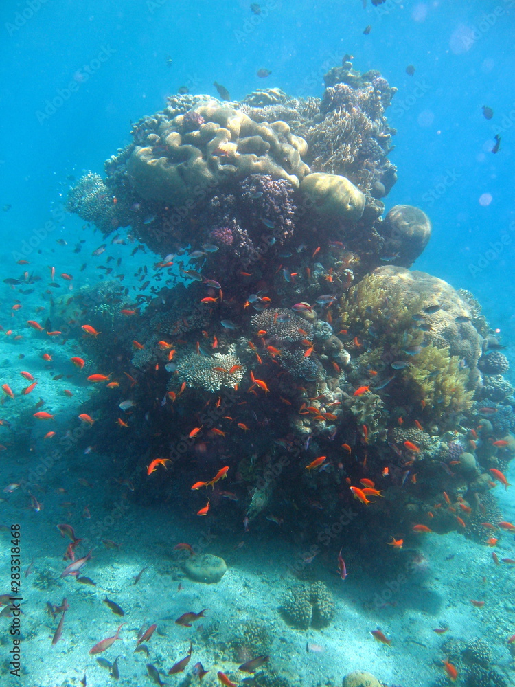 faune mer rouge Stock Photo | Adobe Stock