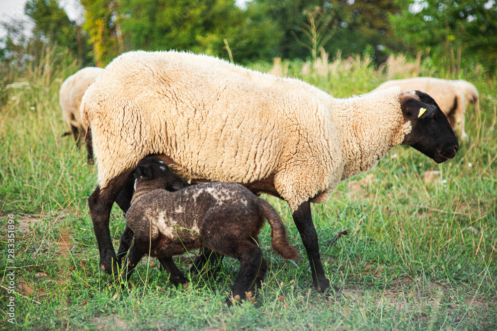 Baby Suffolk Lamb