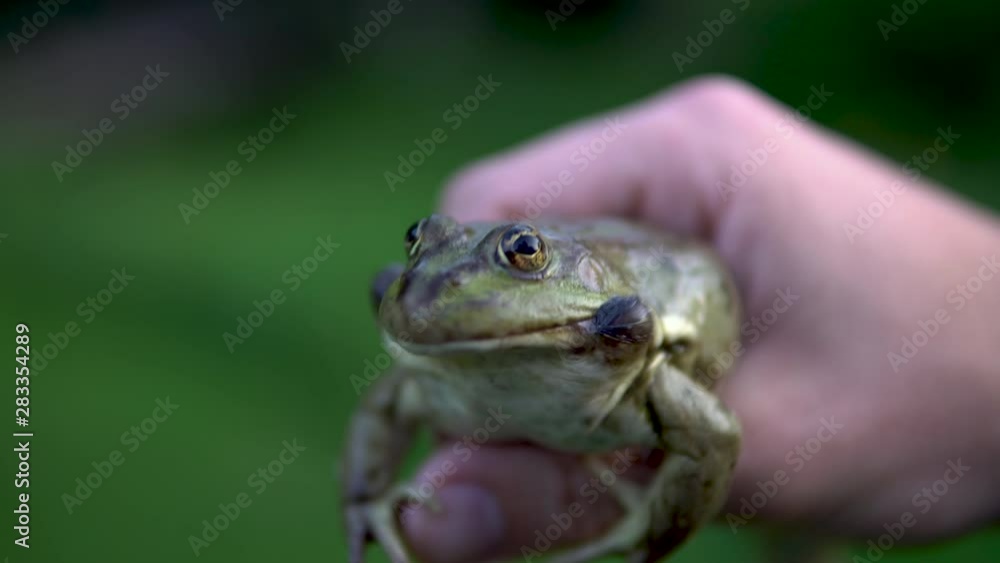 A big green toad in a man's hand. Toad defends inflates bubbles on ...