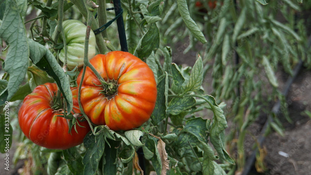 Tomato plant, supersized tomatoes, greenery, countryside, Romania Stock ...