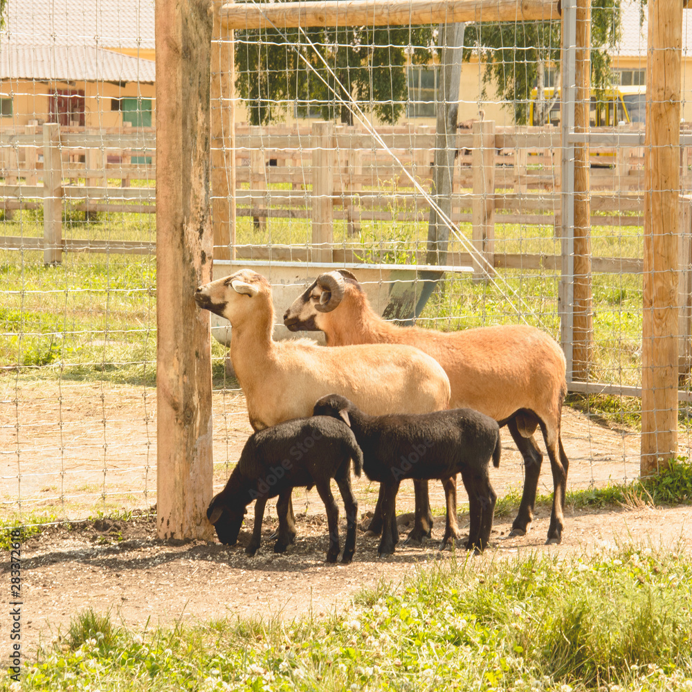 Somali sheep at the zoo in summer, Impala, roe deer, deer, big animals ...