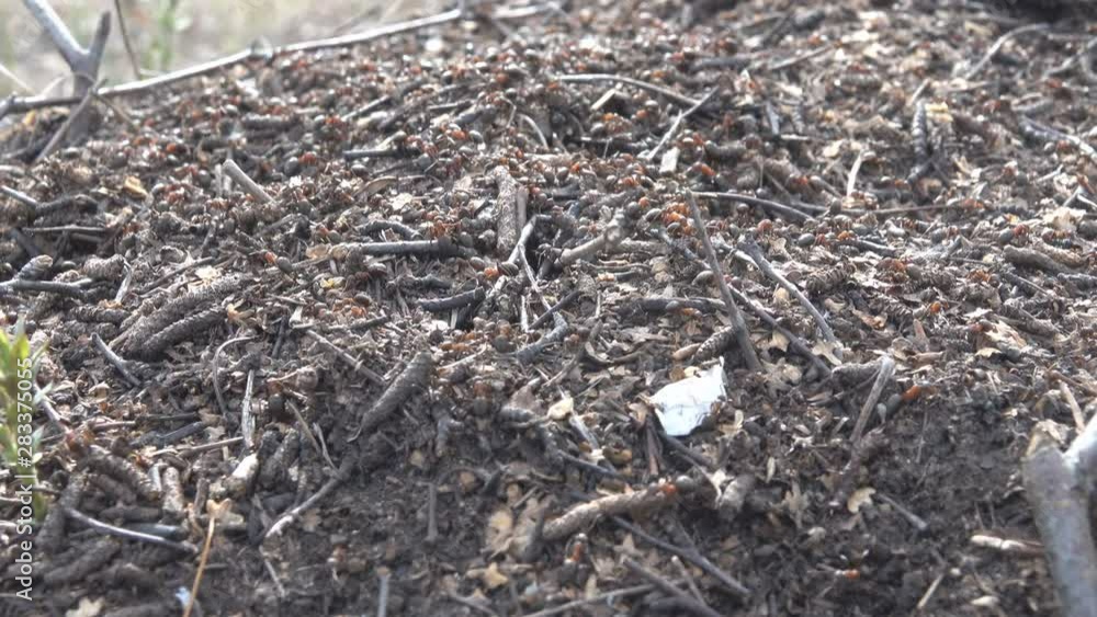 Red forest ants actively rebuild the anthill on a Sunny day, This is a ...