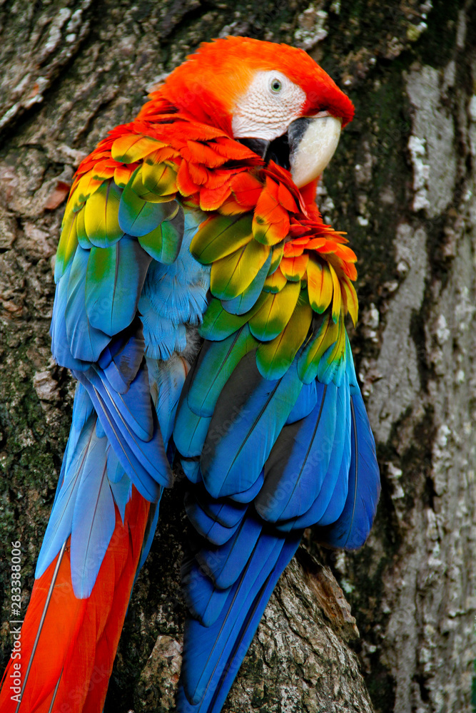 Arara vermelha. Amazônia Brasil Stock Photo | Adobe Stock