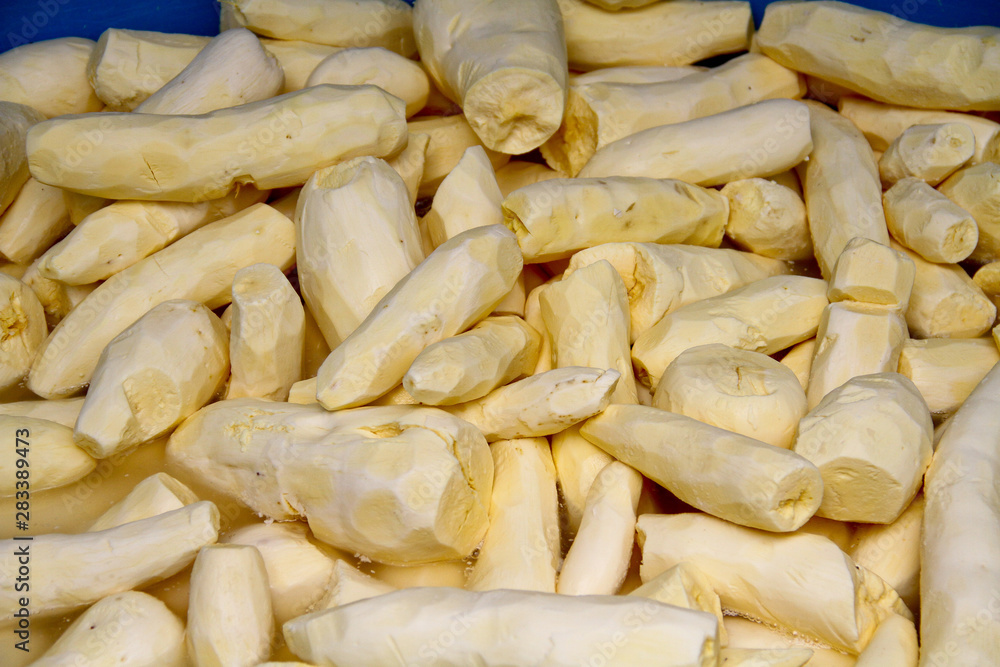 Mandioca descascada. produção de farinha. Amazônia Brasil Stock Photo ...