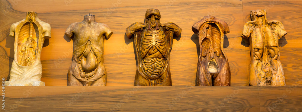 Five anatomical models, human with internal organs Stock Photo | Adobe ...