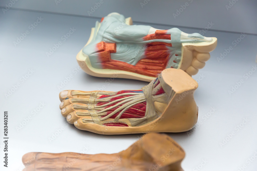 Anatomy of human foot structure, education concept Stock Photo | Adobe ...