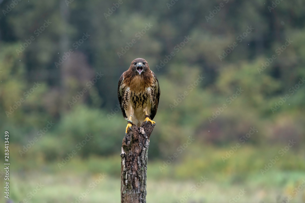 Red-Tailed Hawk sitting on a tree stump in the middle of a field. Hawk ...