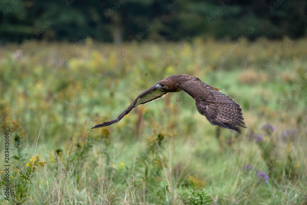 Red-Tailed Hawk flying low over an open field, wings are down. Stock ...