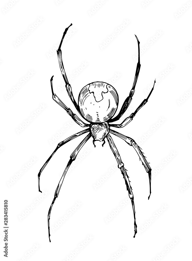 Sketch of spider. Hand drawn illustration converted to vector Stock ...
